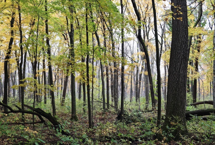 FUN WITHOUT FODMAPS | Easy and Fun Low FODMAP Recipes